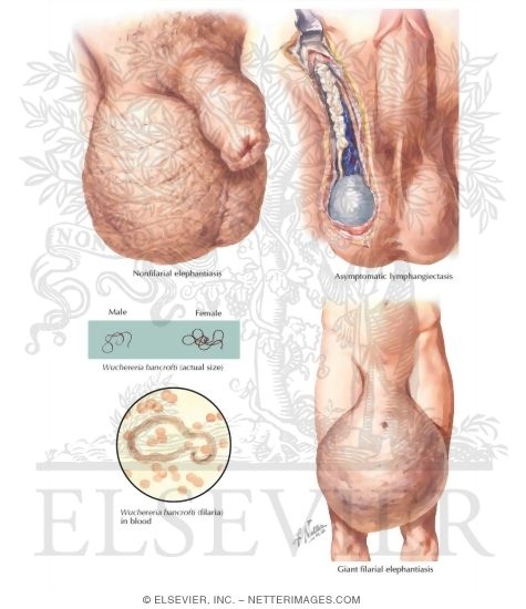 elephant testis size