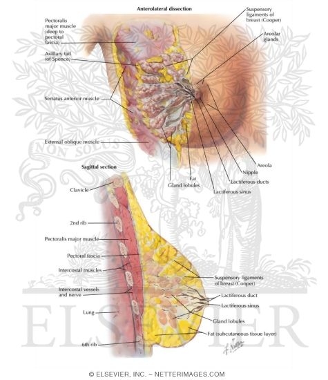 mammary glands real pictures
