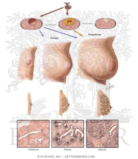breast development problems
