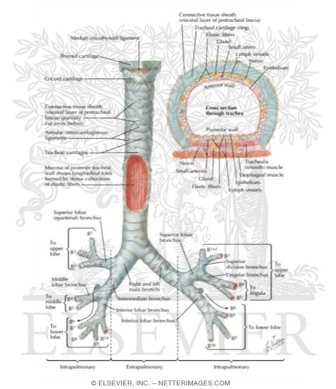 Bronchial Tree Netter Bronchial Tree Netter