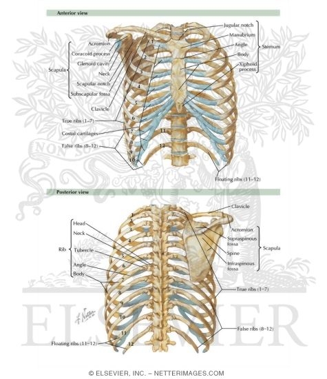 Bony Framework of Thorax