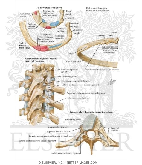 Rib Characteristics and Costovertebral Articulations Ribs and ...
