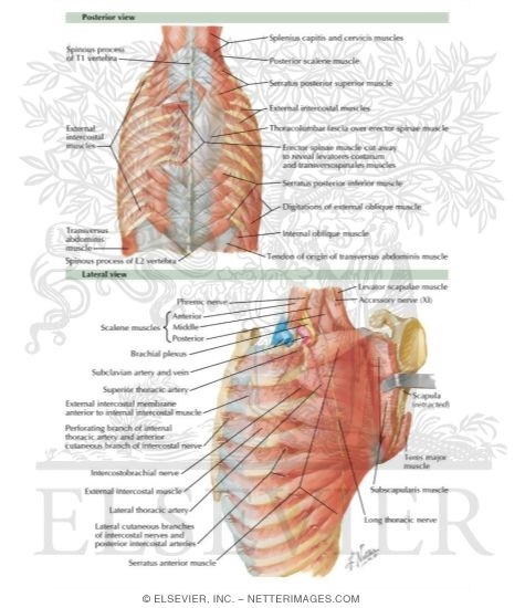 External Intercostal Muscles Cat