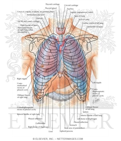 Cardiac Notch Of Left Lung