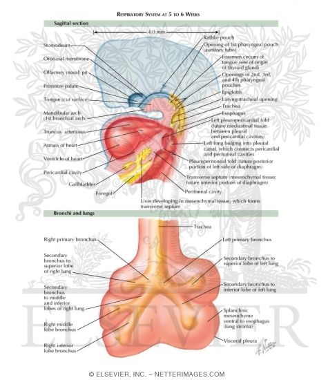 primary bronchi labeled