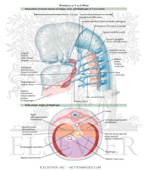 Innervation of Muscle Masses of Tongue, Neck, and Diaphragm At 5 to 6 ...