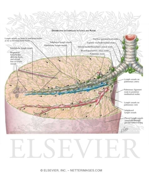 Distribution of Lymphatics in Lungs and Pleura