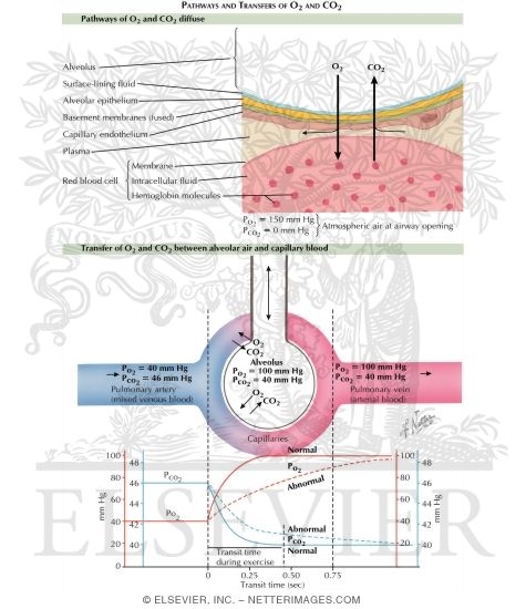 Pathways of O2 and CO2 Diffusion