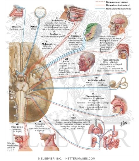 12 Cranial Nerves Sensory And Motor Functions - Infoupdate.org