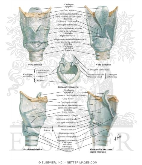 Cartilages of the Larynx