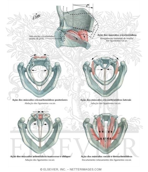 Action of Intrinsic Muscles of Larynx