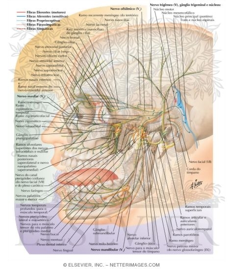 Diagrama Do Nervo Trigemeo Raiz Sensitiva Do Nervo Trigêmio