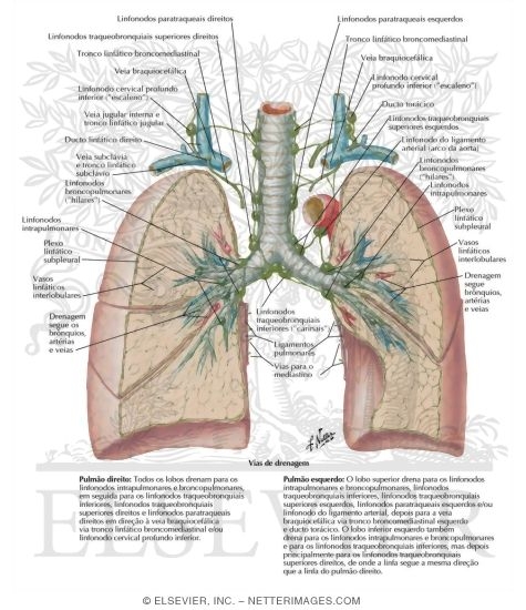 Lymph Vessels and Nodes of Lung Routes of Lymphatic Drainage of Lungs