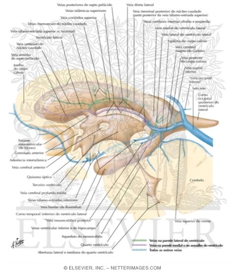 Subependymal Veins of Brain