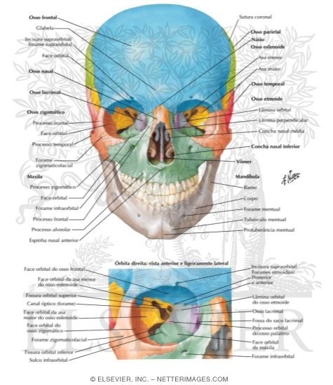 facial bones labeled front view