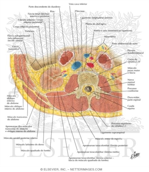 Lumbar Region of Back: Cross Section Transverse Section Through Lumbar ...