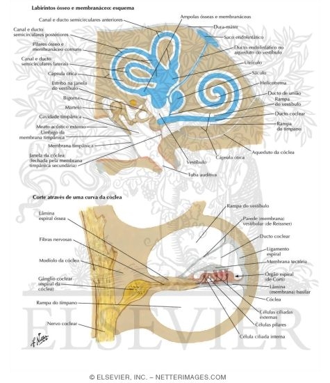 Adult Ear Organization Osseous and Membranous Labyrinths