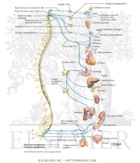 Parasympathetic Nervous System: Schema
