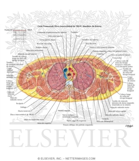 Thorax: Aortic and Azygos Arches