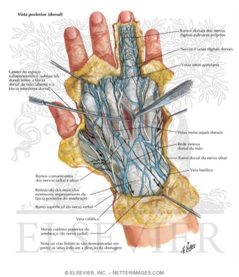 Skin and Subcutaneous Fascia of the Hand: Posterior View