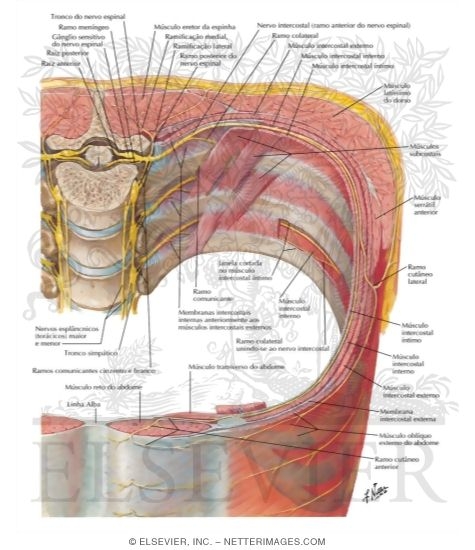 Anatomia Do Nervo Intercostal