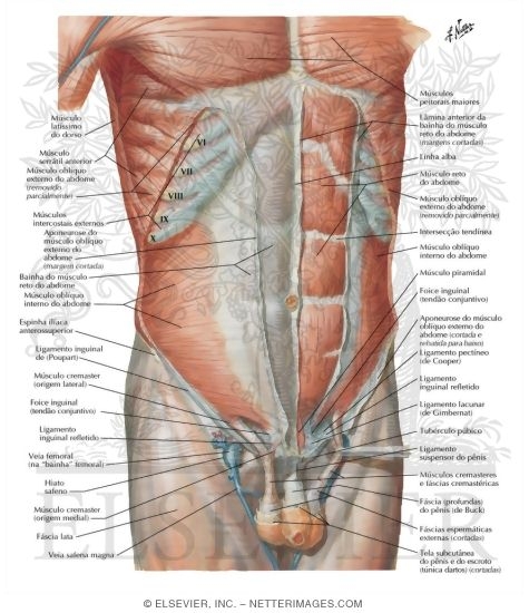 Anterior Abdominal Wall: Intermediate Dissection Anterolateral Abdominal Wall