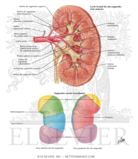 Anatomia Da Arteria Renal