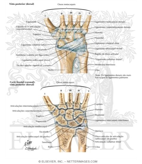 Ligaments of Wrist Vertical Section thorugh Wrist Joints Joints