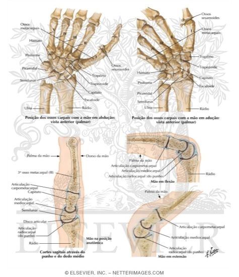 Movements at Wrist Joint Movements of the Wrist Movements of Wrist