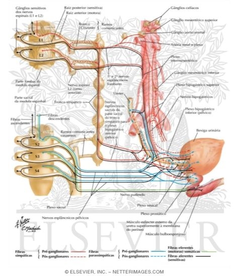Innervation of Kidneys, Ureters and Bladder