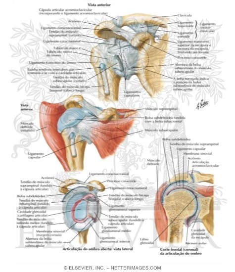 Articulação do Ombro