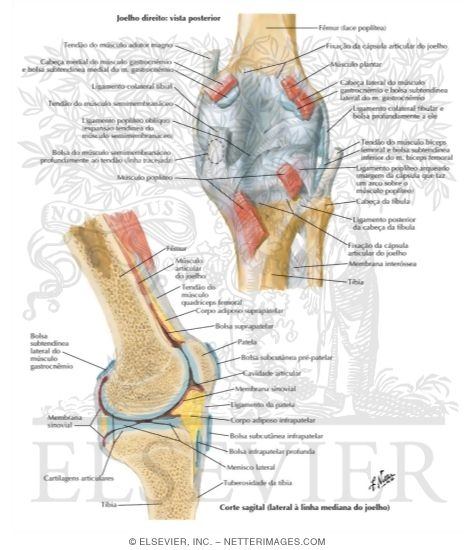 Knee Joint Posterior View