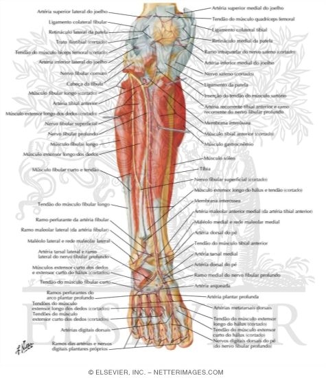 Muscles, Arteries, and Nerves of Leg: Deep Dissection (anterior view ...