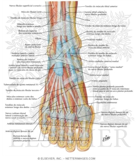 Muscles, Arteries, and Nerves of Front of Ankle and Dorsum of Foot ...