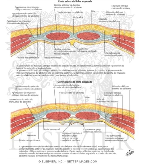 Rectus Sheath: Cross Sections