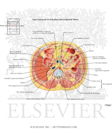 Anatomía Del Torso Inferior PPT Torso Muscles PowerPoint