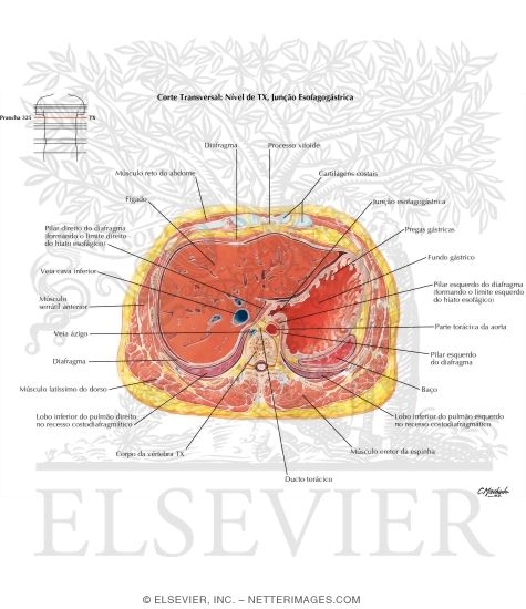 Abdomen: Esophagogastric Junction