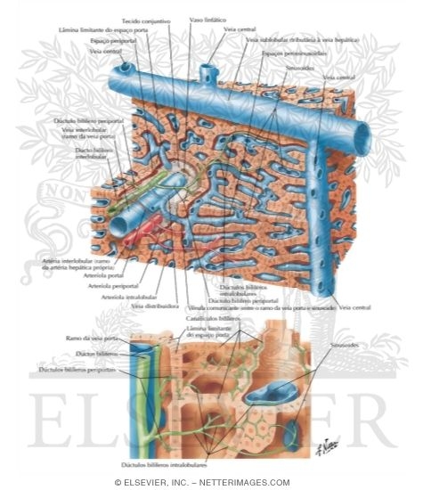 Liver Structure: Schema