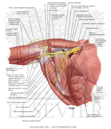 Axilla: Posterior Wall and Cord