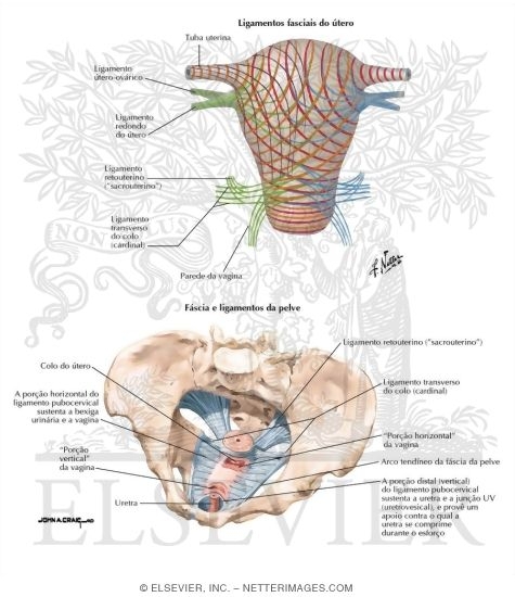 Uterine Round Ligament Anatomy Yoga Reading Room Yoga For Pregnancy