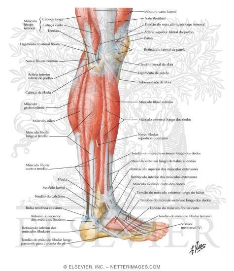 Muscles of Leg: Lateral View