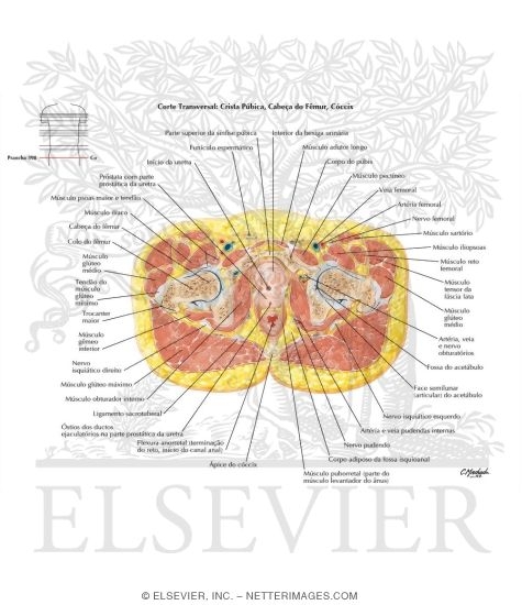 Male Pelvis: Bladder-Prostate Junction