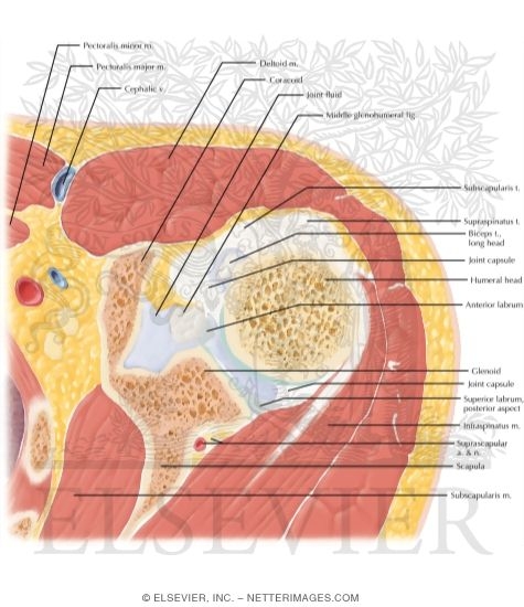 Cross Section of the Shoulder: Axial View