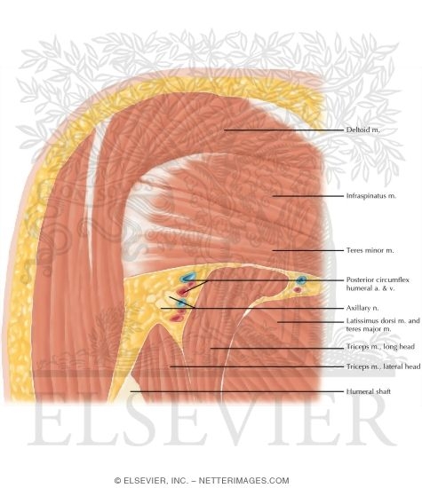 Cross Section of the Shoulder: Coronal View
