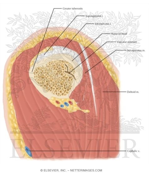 Cross Section of the Shoulder: Sagittal View