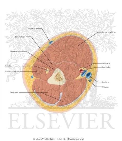 Cross Section of the Arm: Axial View