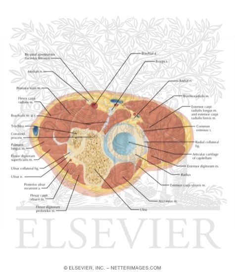 Watermarked preview of labeled image: Cross Section of the Elbow: Axial ...