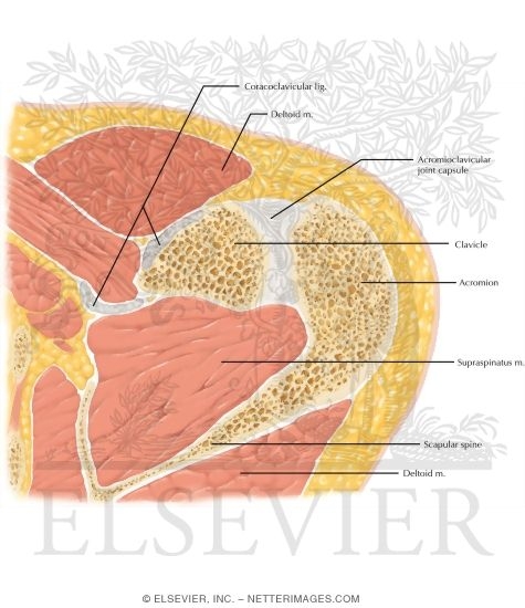 Cross Section of the Shoulder: Axial View