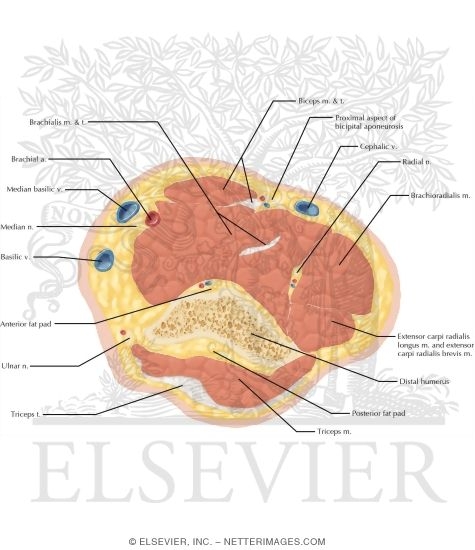 Cross Section of the Elbow: Axial View