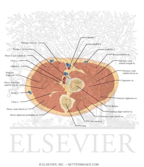 Cross Section of the Elbow: Axial View